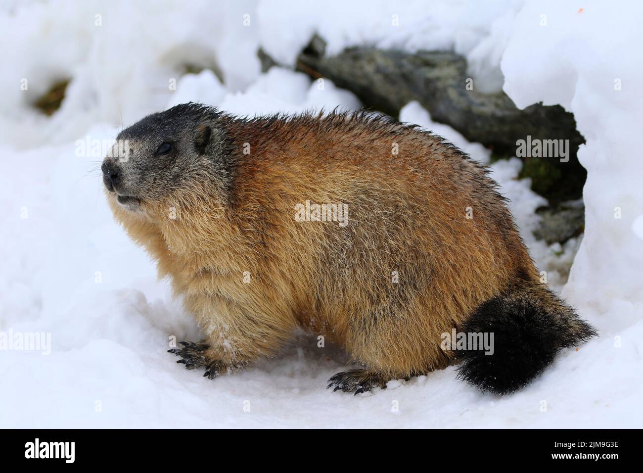 Alpine marmot in High Tauern, National Park, Austria, Europe, Marmota ...