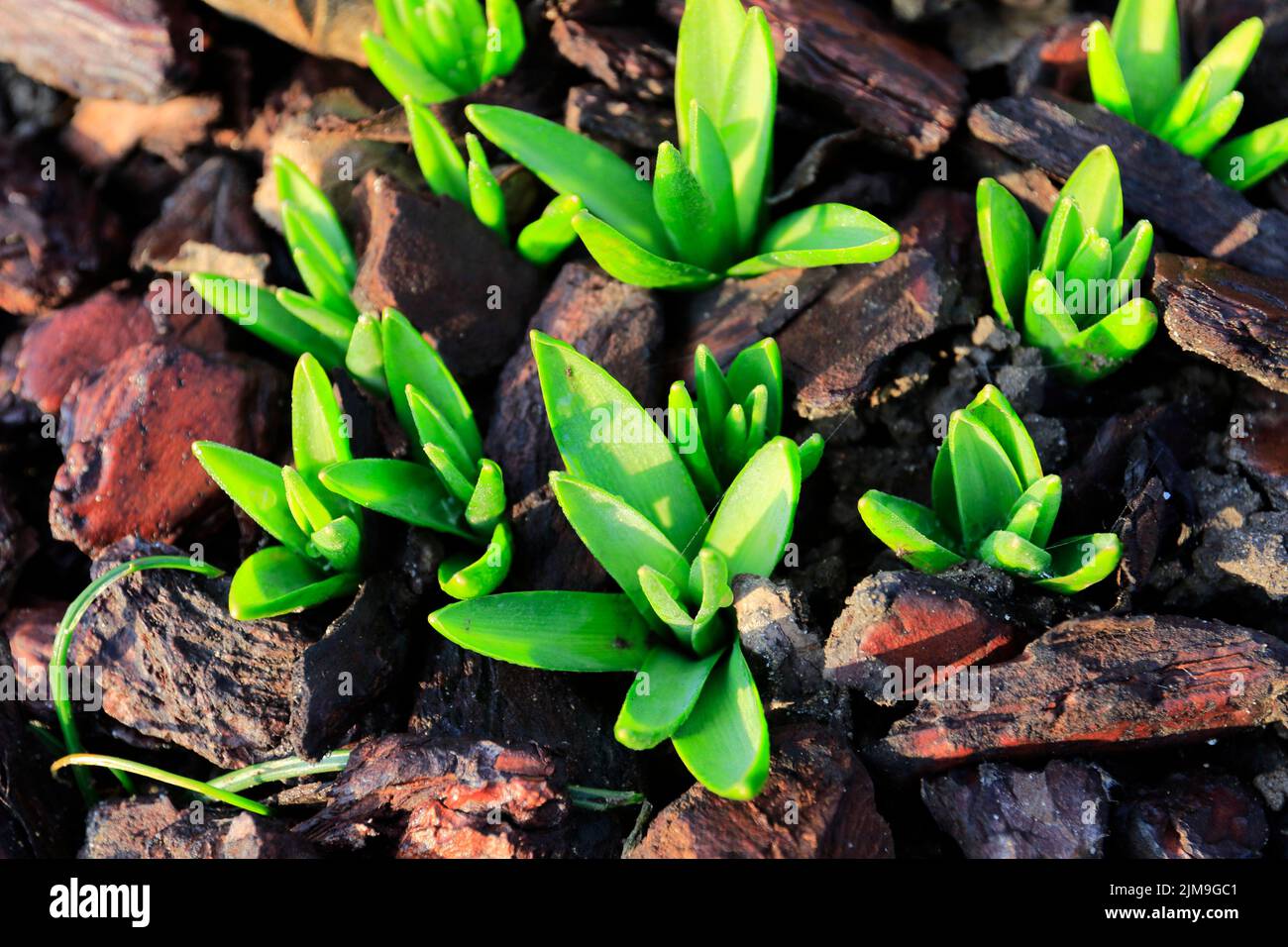 Pine hyacinth hi-res stock photography and images - Alamy