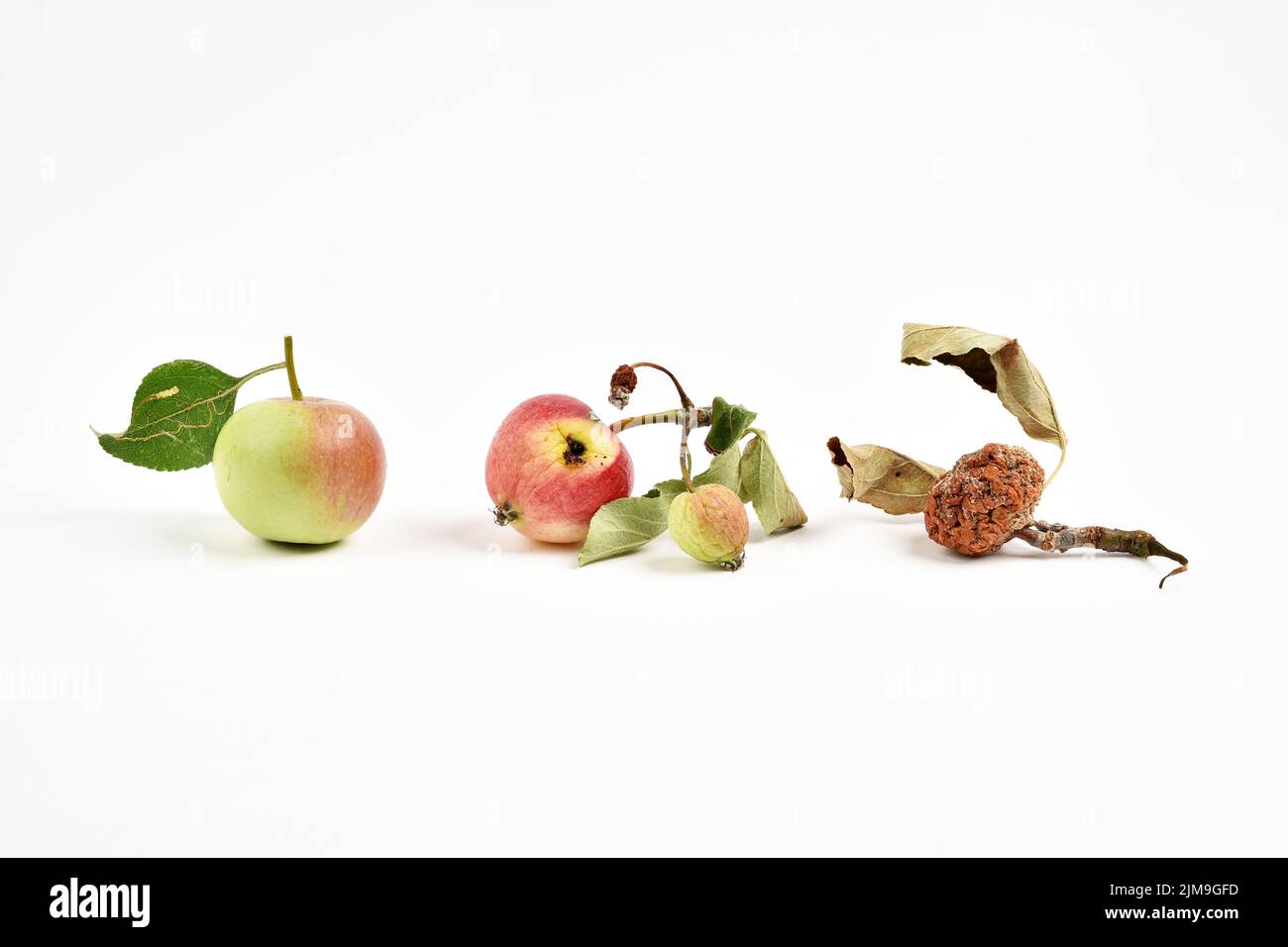 One rotten apple hi-res stock photography and images - Alamy