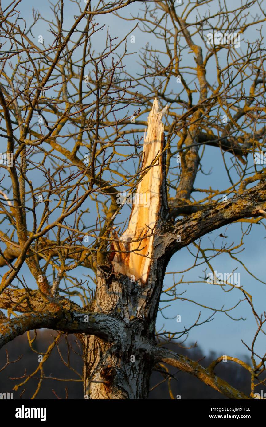 Storm damages - broken Treetop on a walnut tree (Juglans regia Stock ...