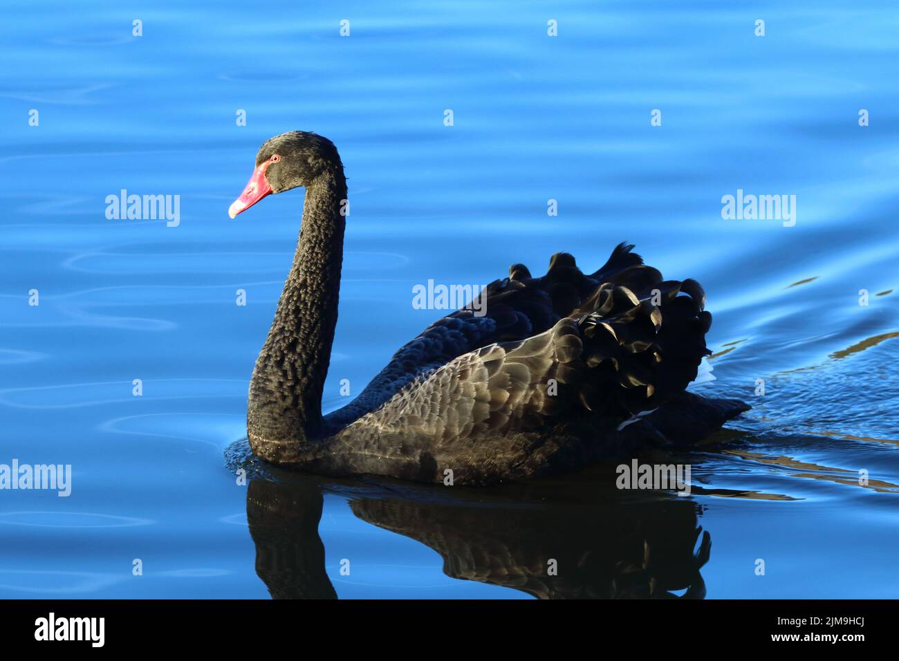 Raised wings hi-res stock photography and images - Alamy