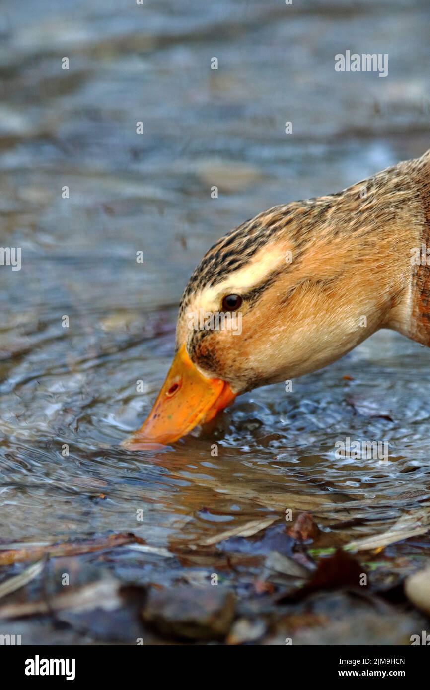 Mallard head anas platyrhynchos hi-res stock photography and images - Alamy