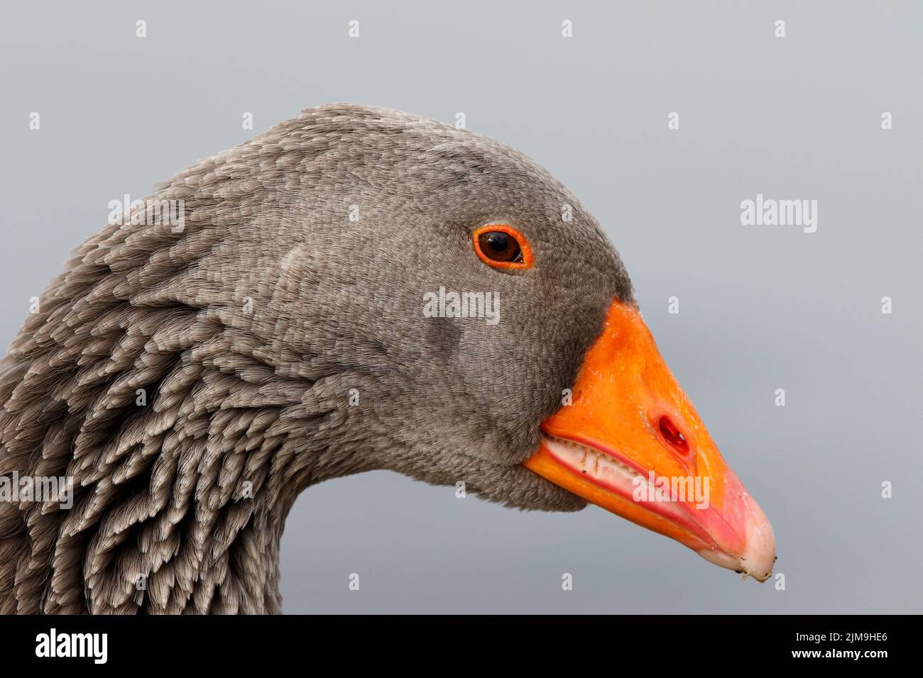 Animal profile view hi-res stock photography and images - Alamy
