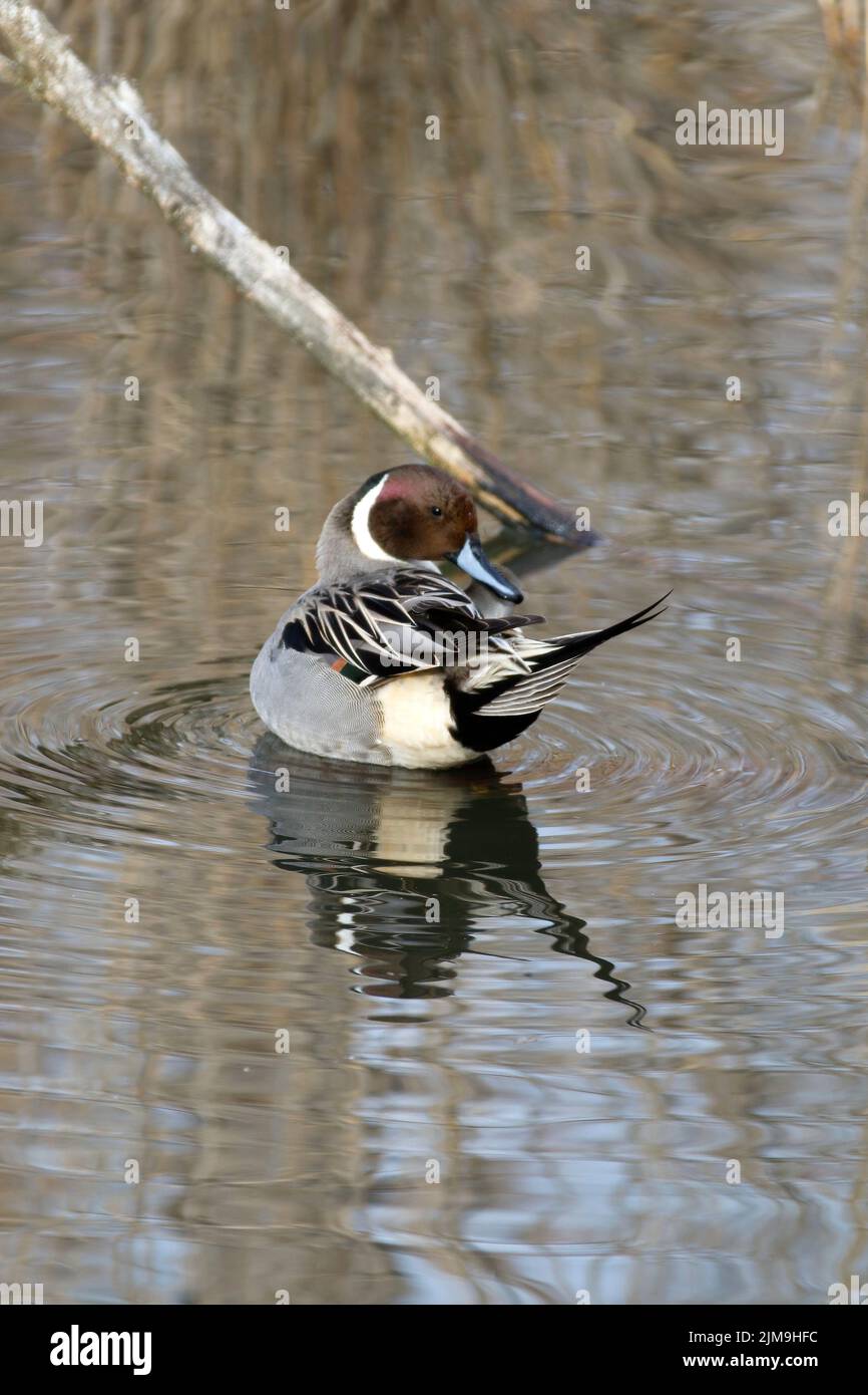 Rare winter visitor, a male Northern Pintail (Anas acuta) at preening ...