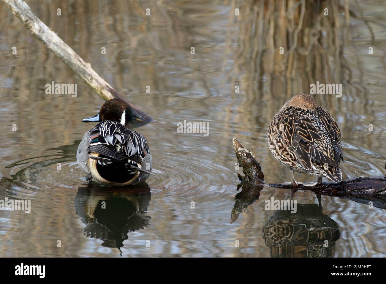 Rare winter visitor, a Northern Pintail pair (Anas acuta) in South ...
