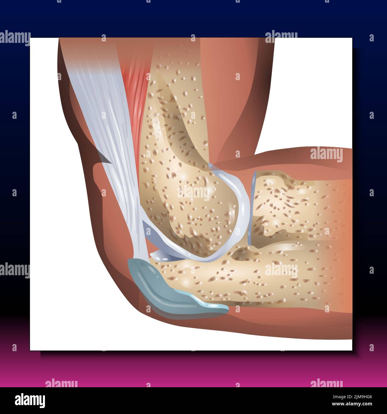 Human cartilage bone hi-res stock photography and images - Alamy