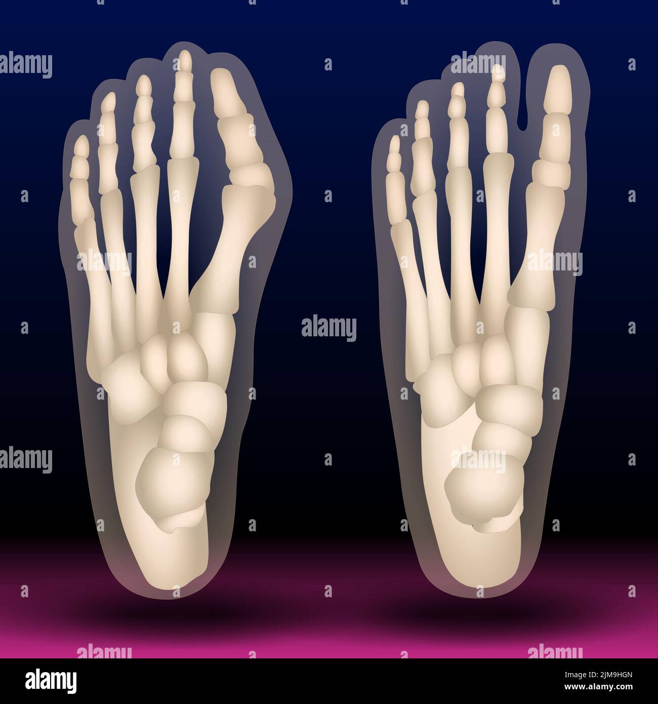 Human feet bones hi-res stock photography and images - Alamy