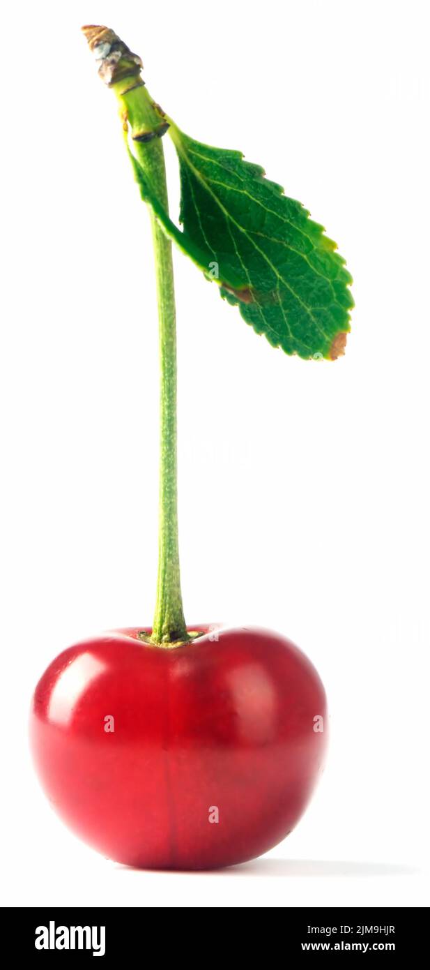 Single cherry fruit Cut Out Stock Images & Pictures - Alamy