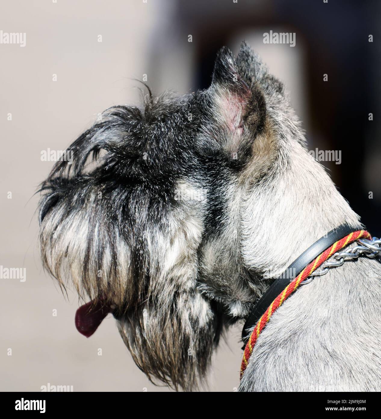 Standard Schnauzer (Mittelschnauzer) dog portrait over blurry ...