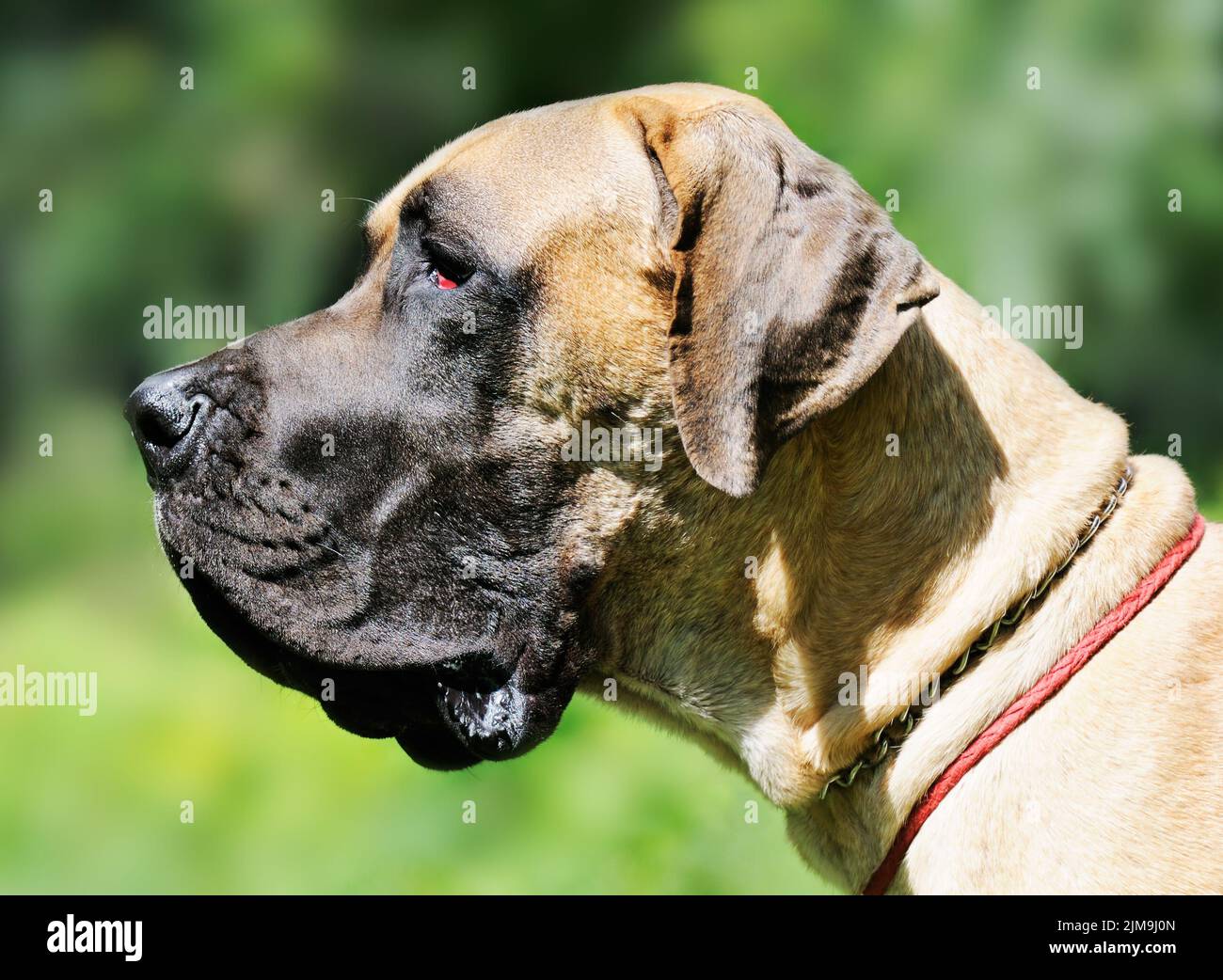 Great Dane Dog outdoor portrait over blurry background Stock Photo - Alamy