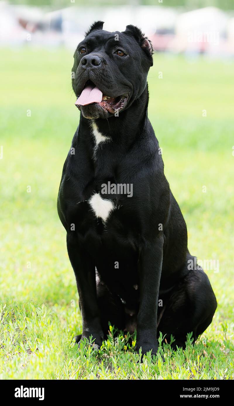 Cane Corso dog sitting on green grass Stock Photo - Alamy