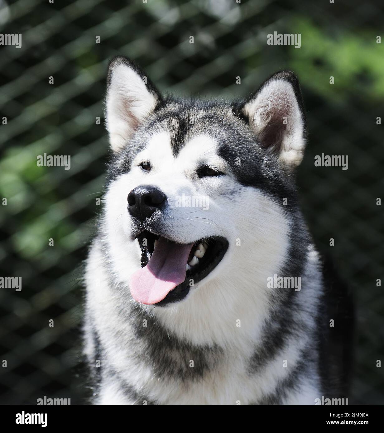 Eskimo dog hi-res stock photography and images - Alamy
