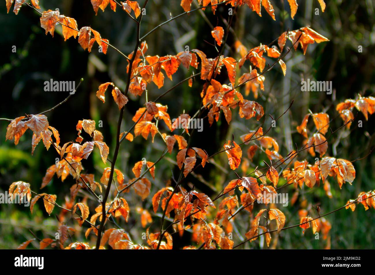 Dead tree leaves hi-res stock photography and images - Alamy