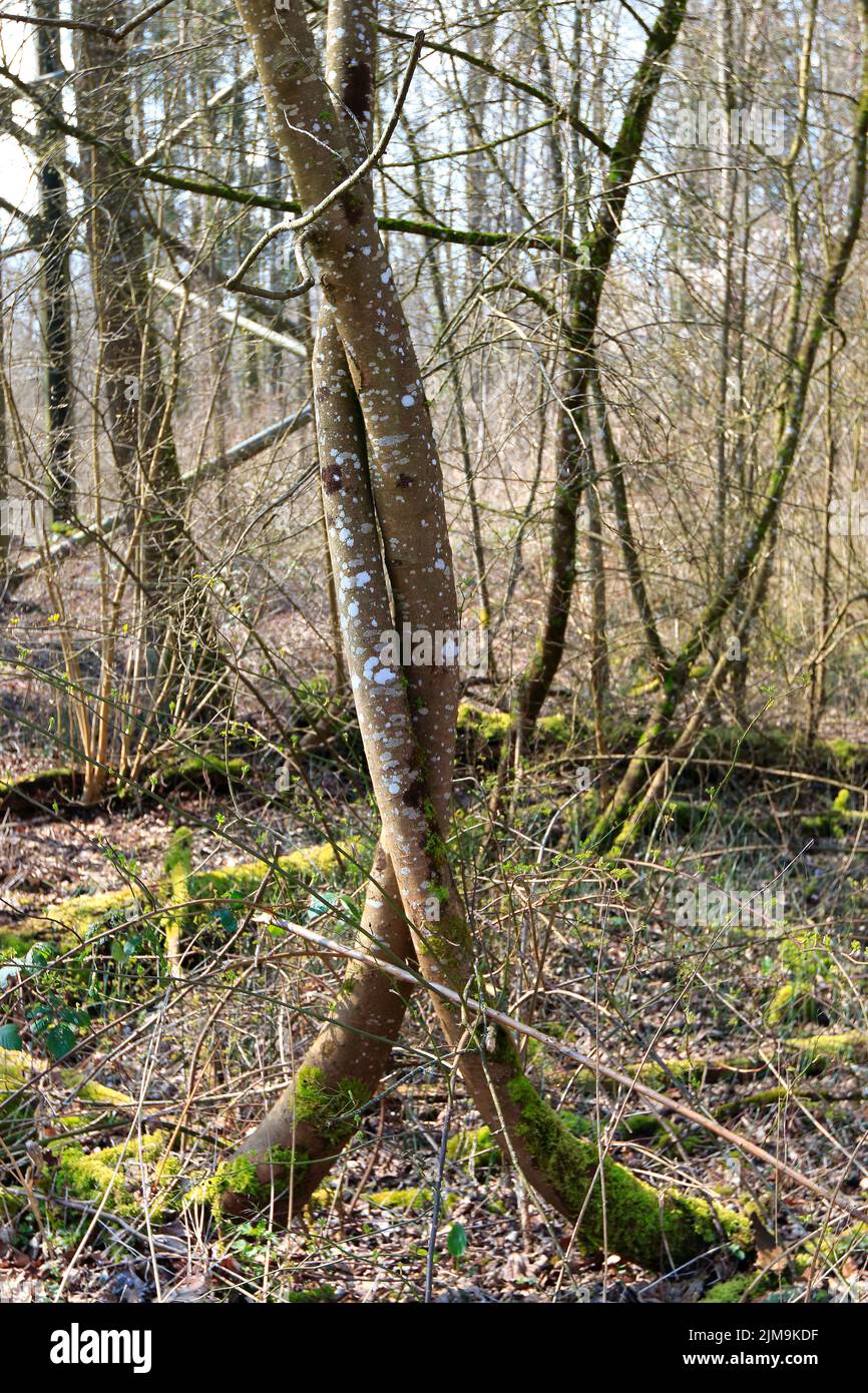 Two entwined trees Stock Photo - Alamy