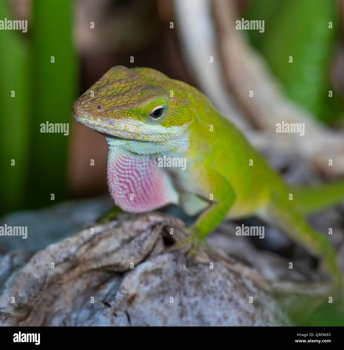 Wild gecko in North Carolina that is ready to mate Stock Photo - Alamy