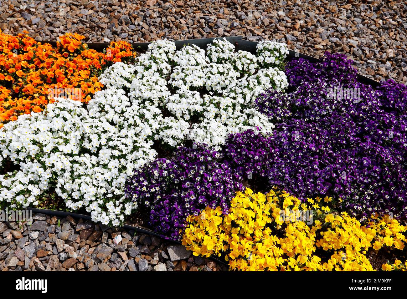 Orange horned violets hi-res stock photography and images - Alamy
