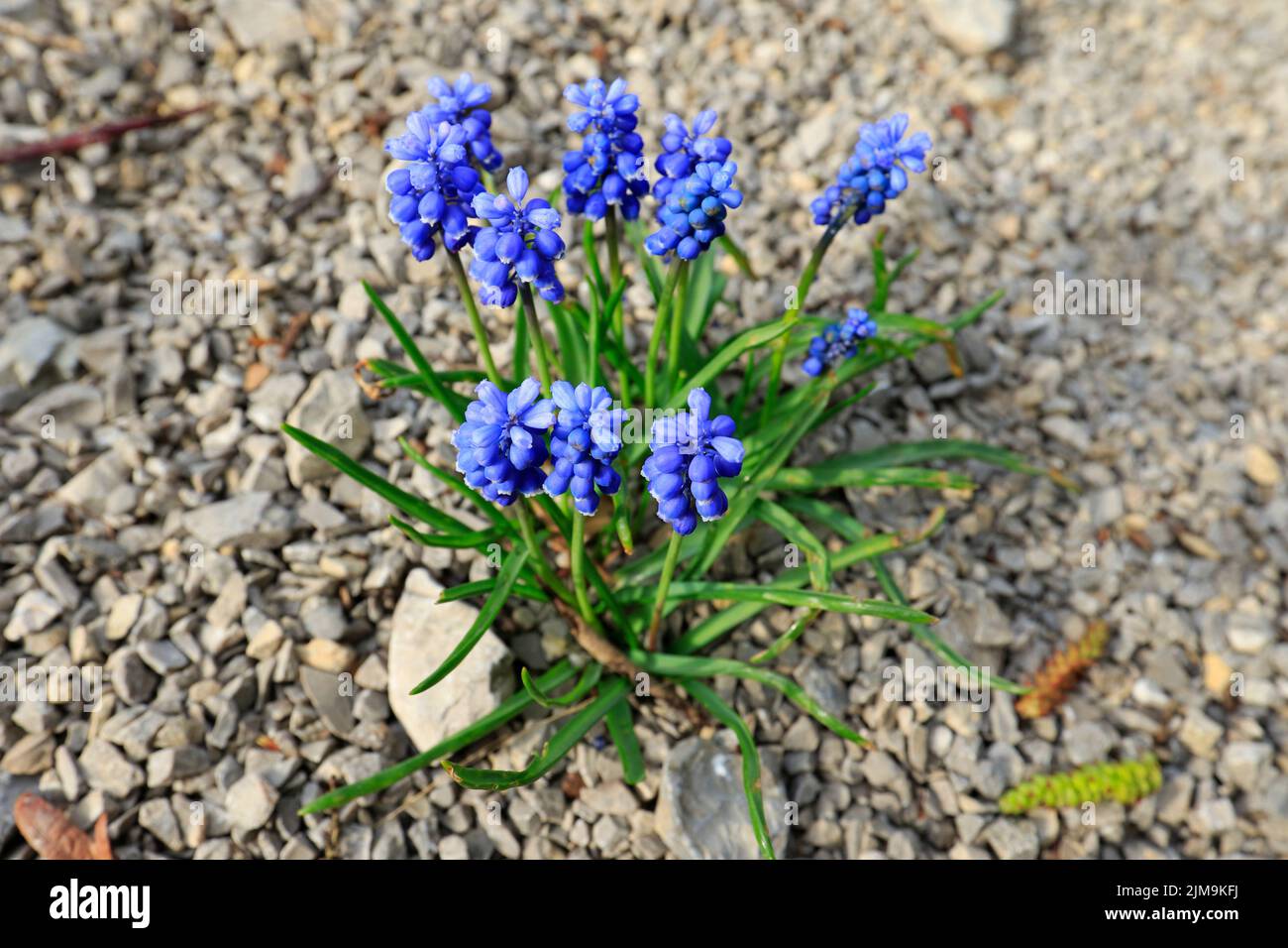Blue grape hyacinth, 'Muscari botryoides' Stock Photo - Alamy