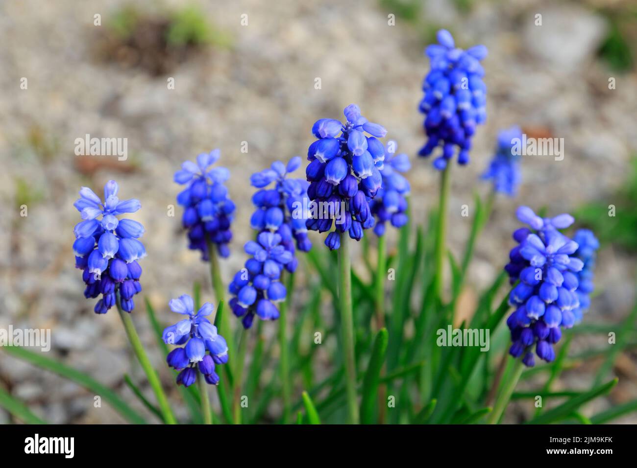 Blue grape hyacinth, 'Muscari botryoide Stock Photo - Alamy