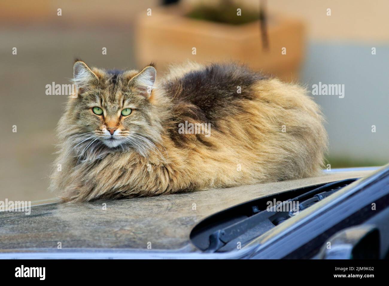 German Angora cat Stock Photo - Alamy