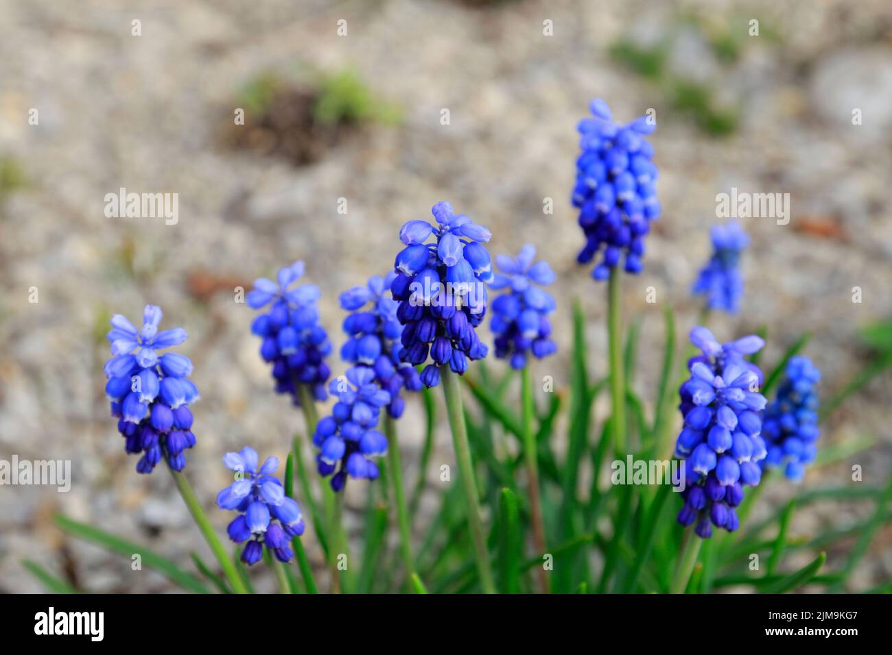 Blue grape hyacinth, 'Muscari botryoides' Stock Photo - Alamy