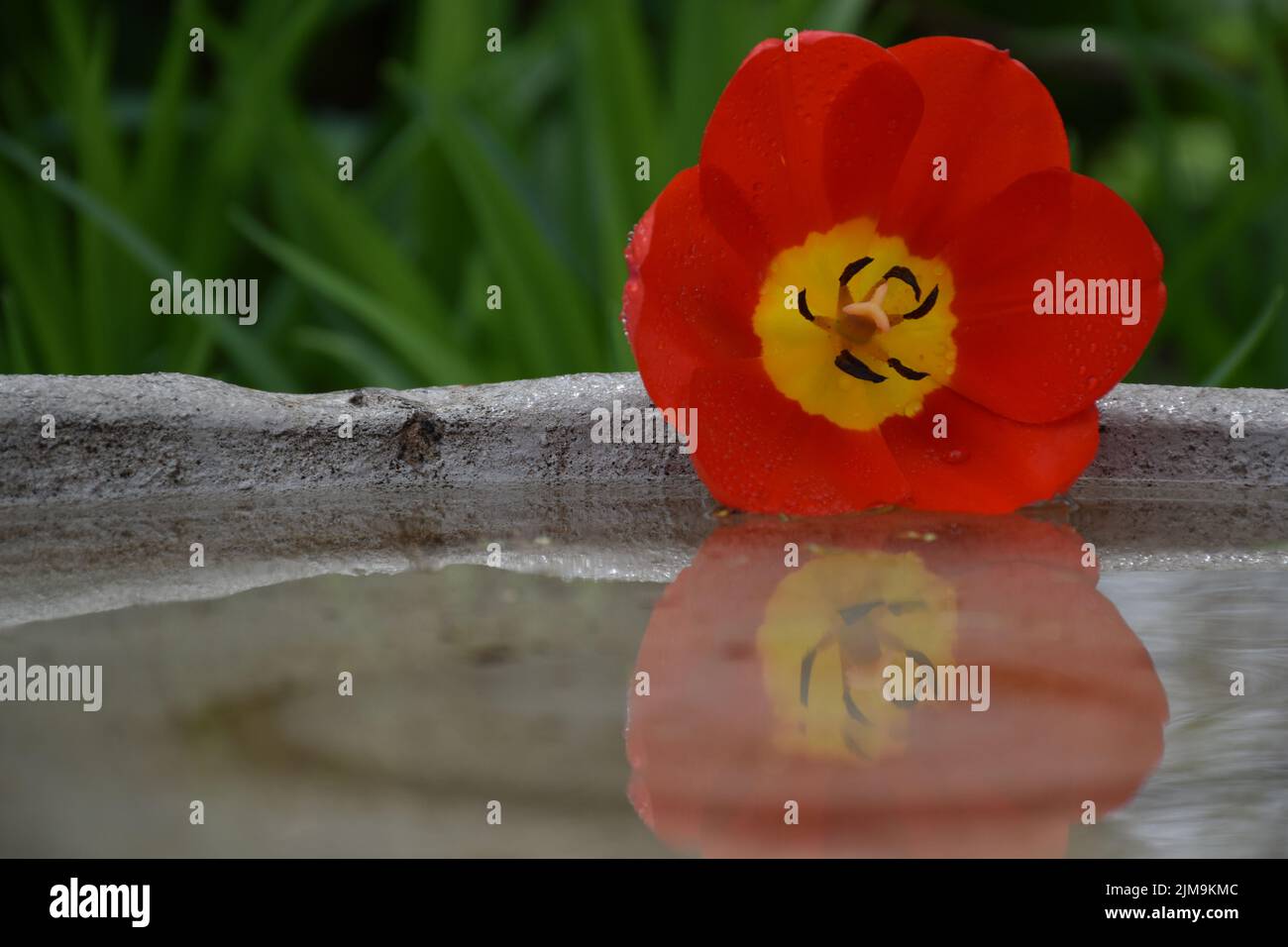 The first flowers of spring, Sainte-Apolline, Quebec, Canada Stock ...