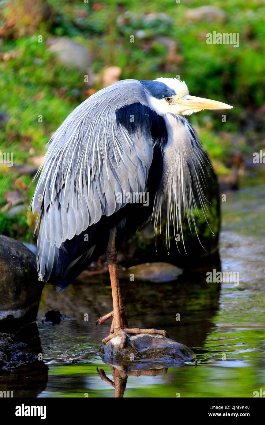 Gray profile, in typical head posture 'Ardea cinerea' Stock Photo - Alamy