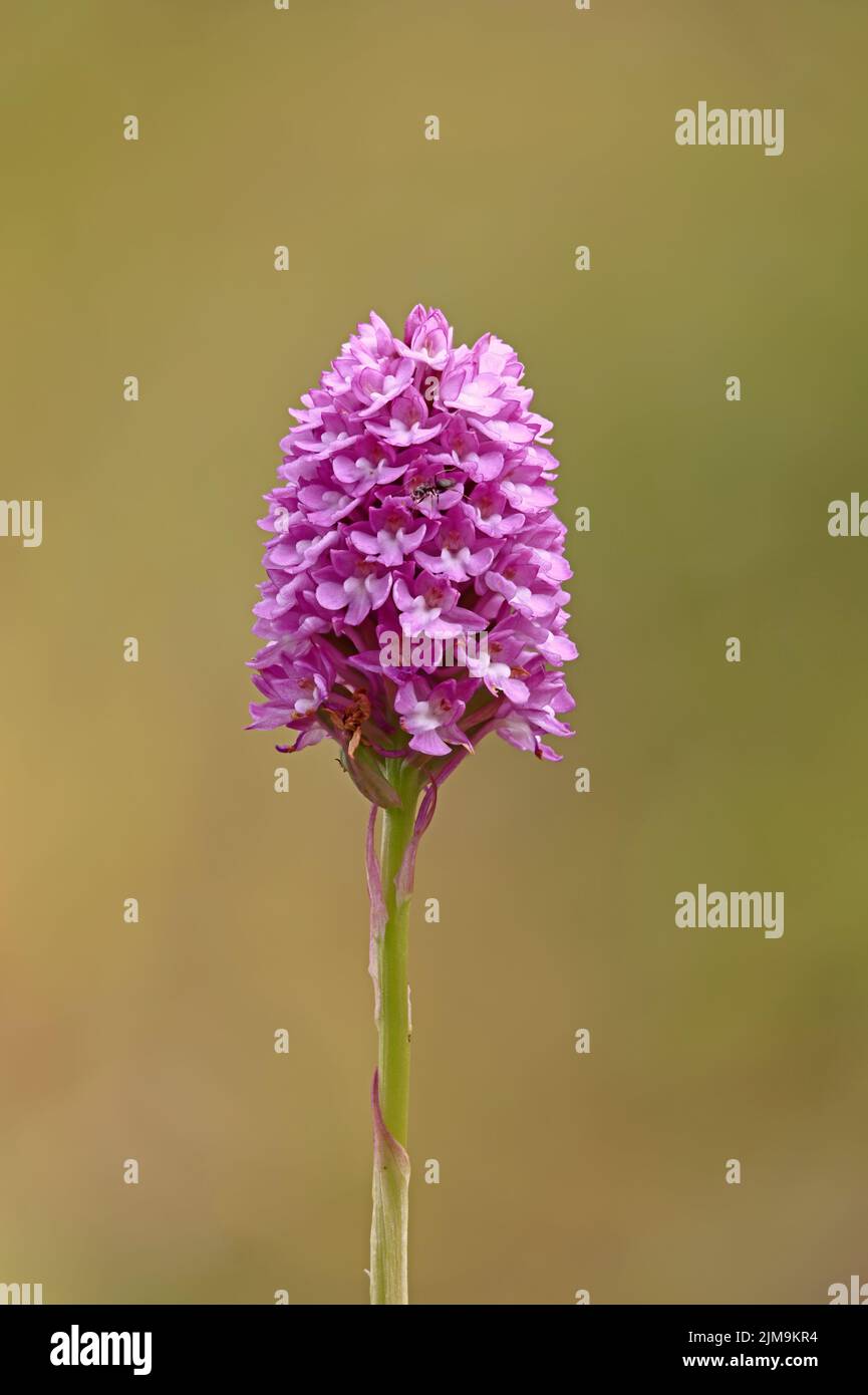 Marford wales hi-res stock photography and images - Alamy