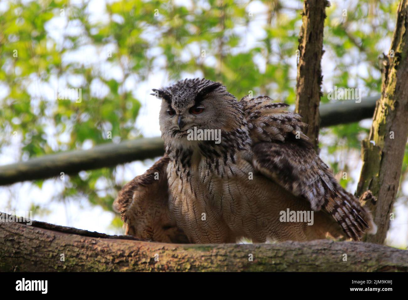 Owl with open wings Stock Photo - Alamy