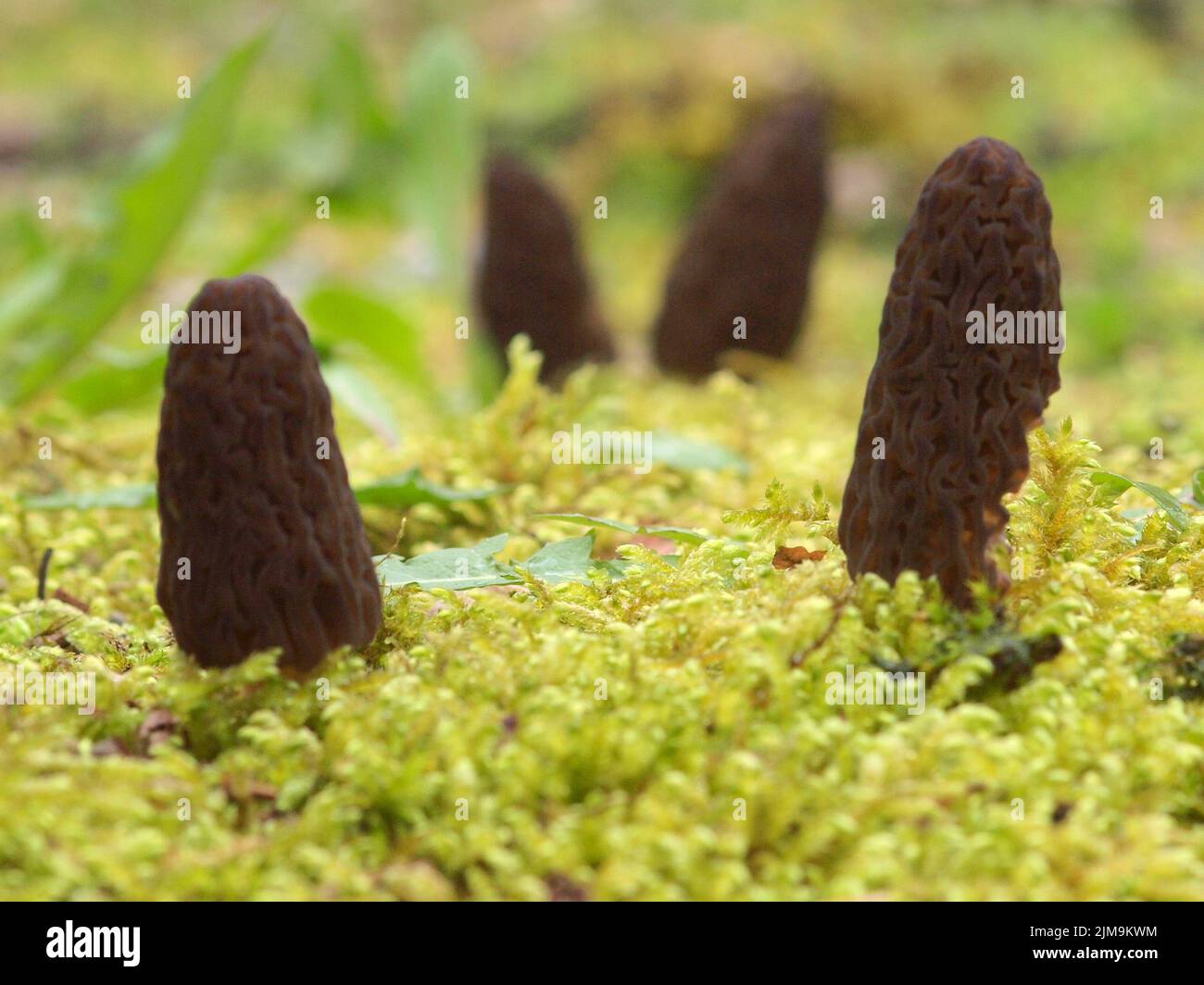 Black morel, morchella elata Stock Photo - Alamy