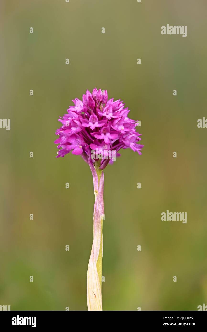 Minera quarry hi-res stock photography and images - Alamy