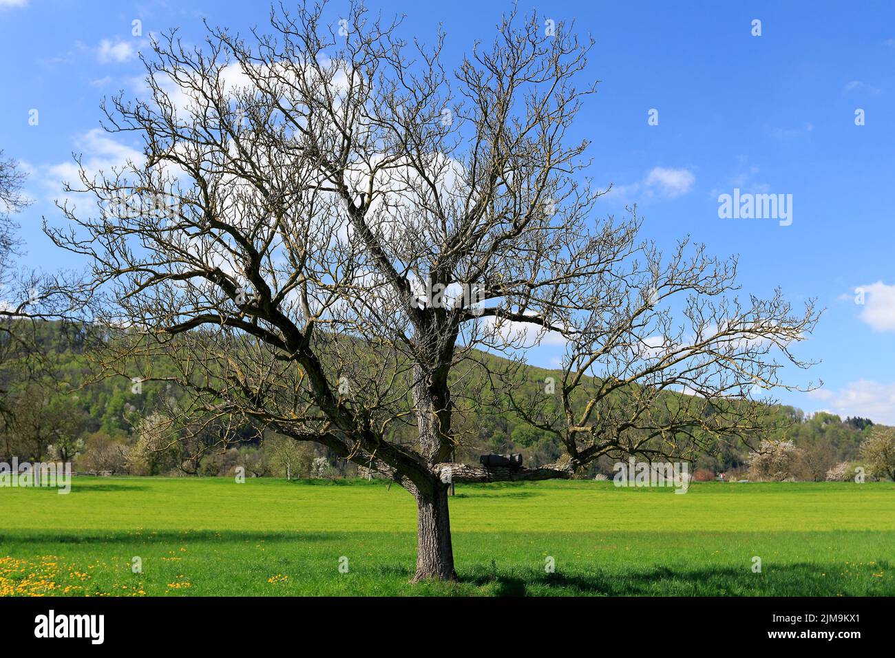 Little owl nest box on an old walnut tree Stock Photo - Alamy