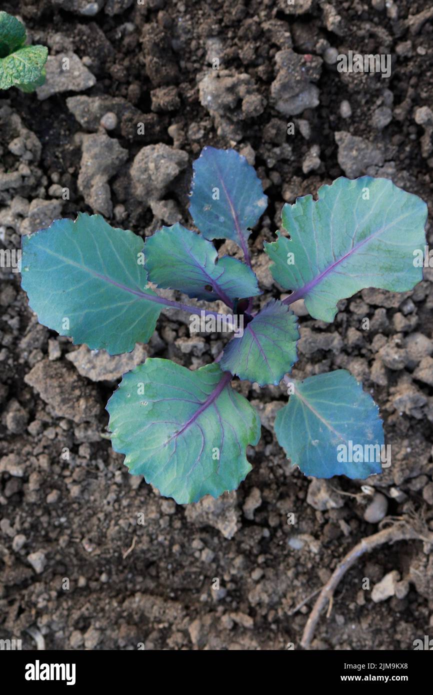 Cabbage, young cabbage plant Stock Photo - Alamy