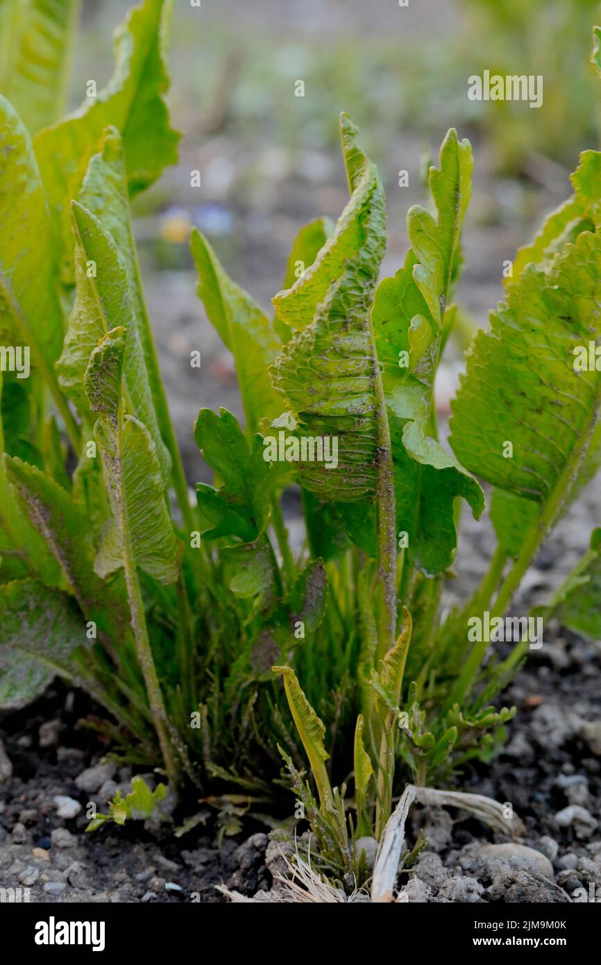 Horseradish Â´Armoracia rusticanaÂ´ Stock Photo - Alamy