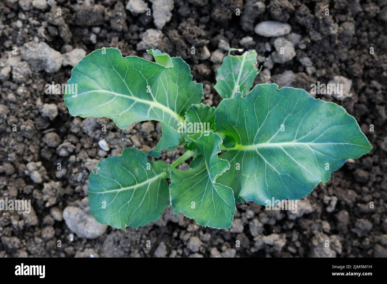Breeding varieties hi-res stock photography and images - Alamy