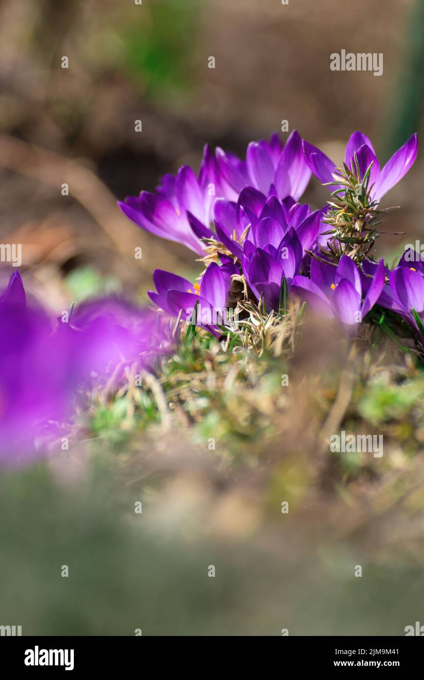 Beautiful crocuses spring first oniony. Group of blooming purple ...