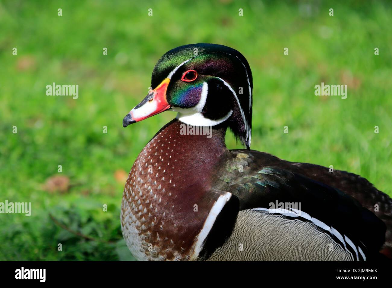 Male wood duck profile hi-res stock photography and images - Alamy