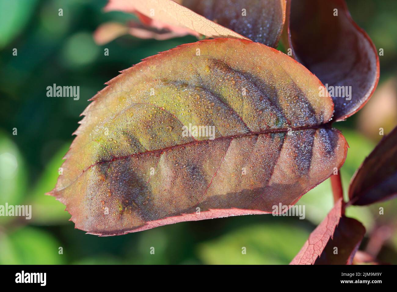 Single rose petal with morning dew Stock Photo - Alamy