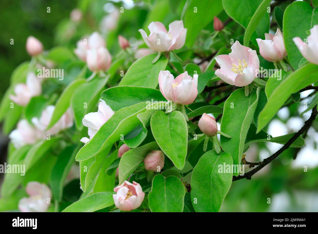 Appel quinces hi-res stock photography and images - Alamy