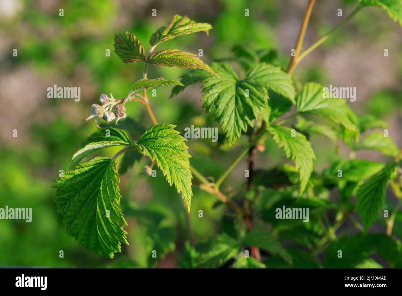 Raspberry leaves with closed bud. Â´Rubus idaeusÂ´ Stock Photo - Alamy