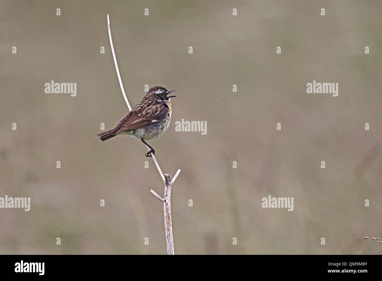 Juvenile Whinchat on an Umbellifer Minera Quarry near Wrexham Wales UK ...