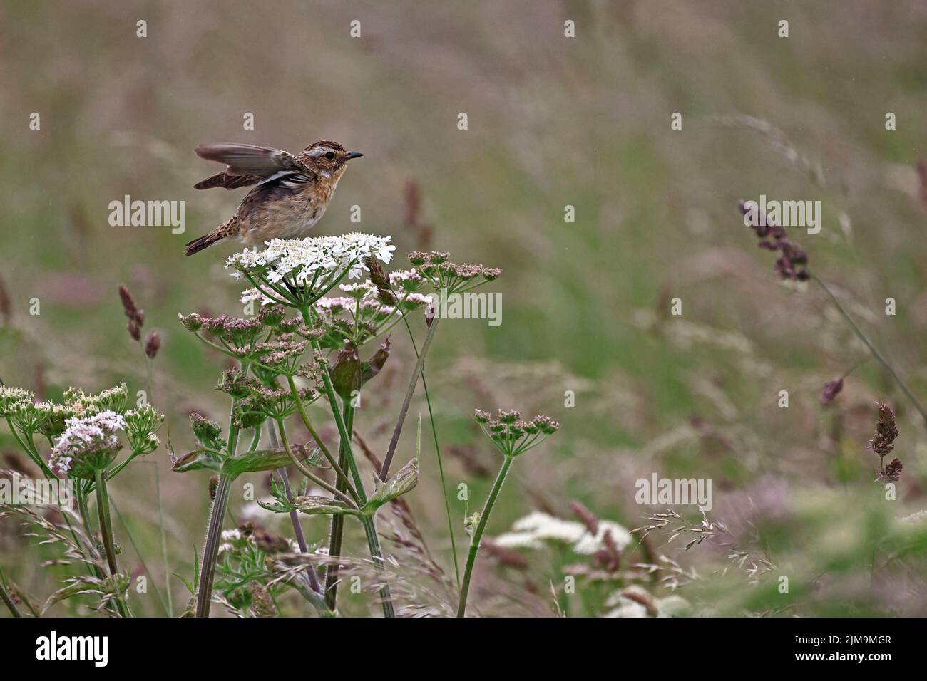 Juvenile Whinchat on an Umbellifer Minera Quarry near Wrexham Wales UK ...