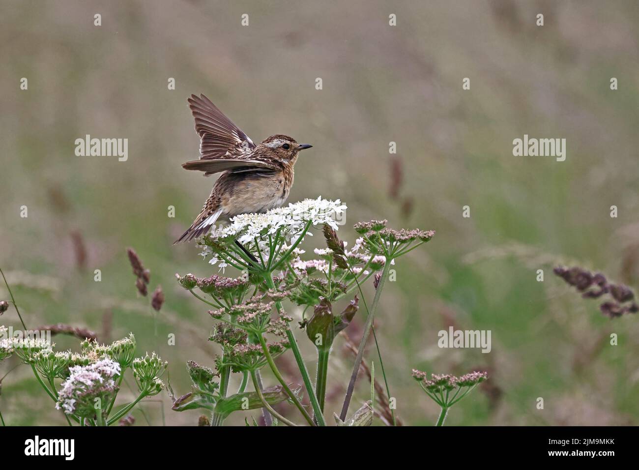 Juvenile Whinchat on an Umbellifer Minera Quarry near Wrexham Wales UK ...