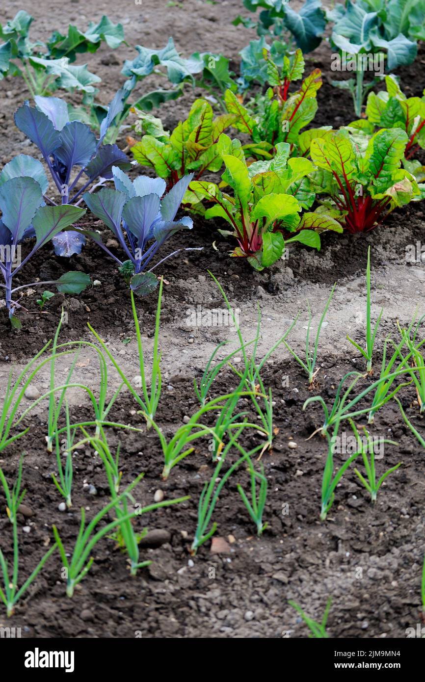Typical cottage garden with vegetables Stock Photo - Alamy