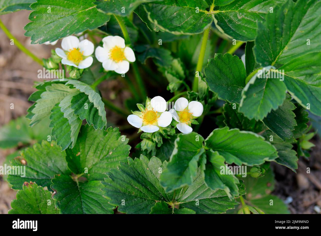 Fragaria vesca garden hi-res stock photography and images - Alamy