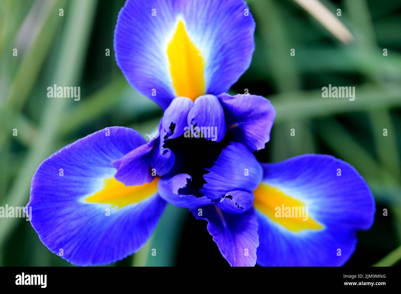 Iris reticulata, Dwarf iris Stock Photo - Alamy