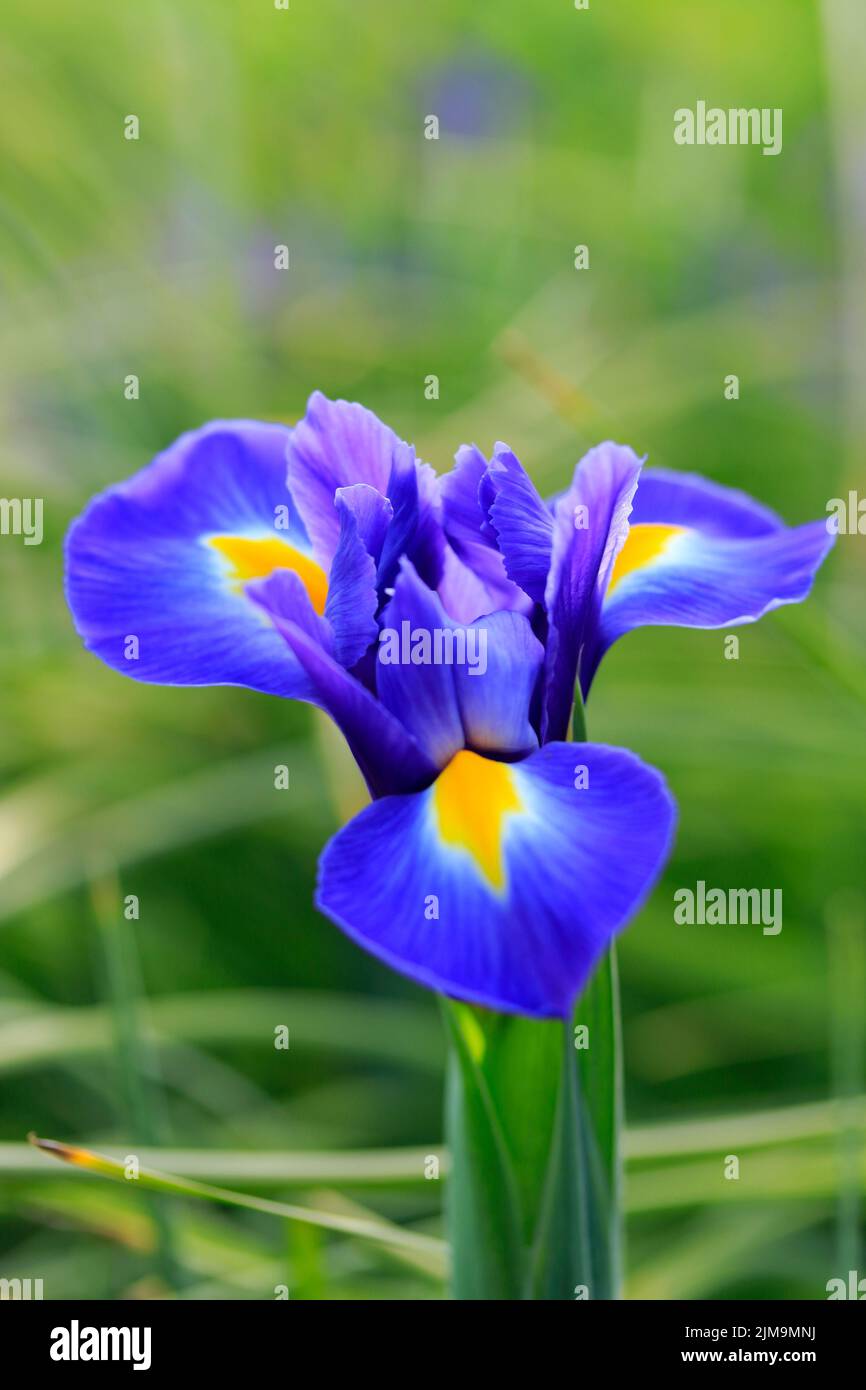 Iris reticulata, Dwarf iris Stock Photo - Alamy