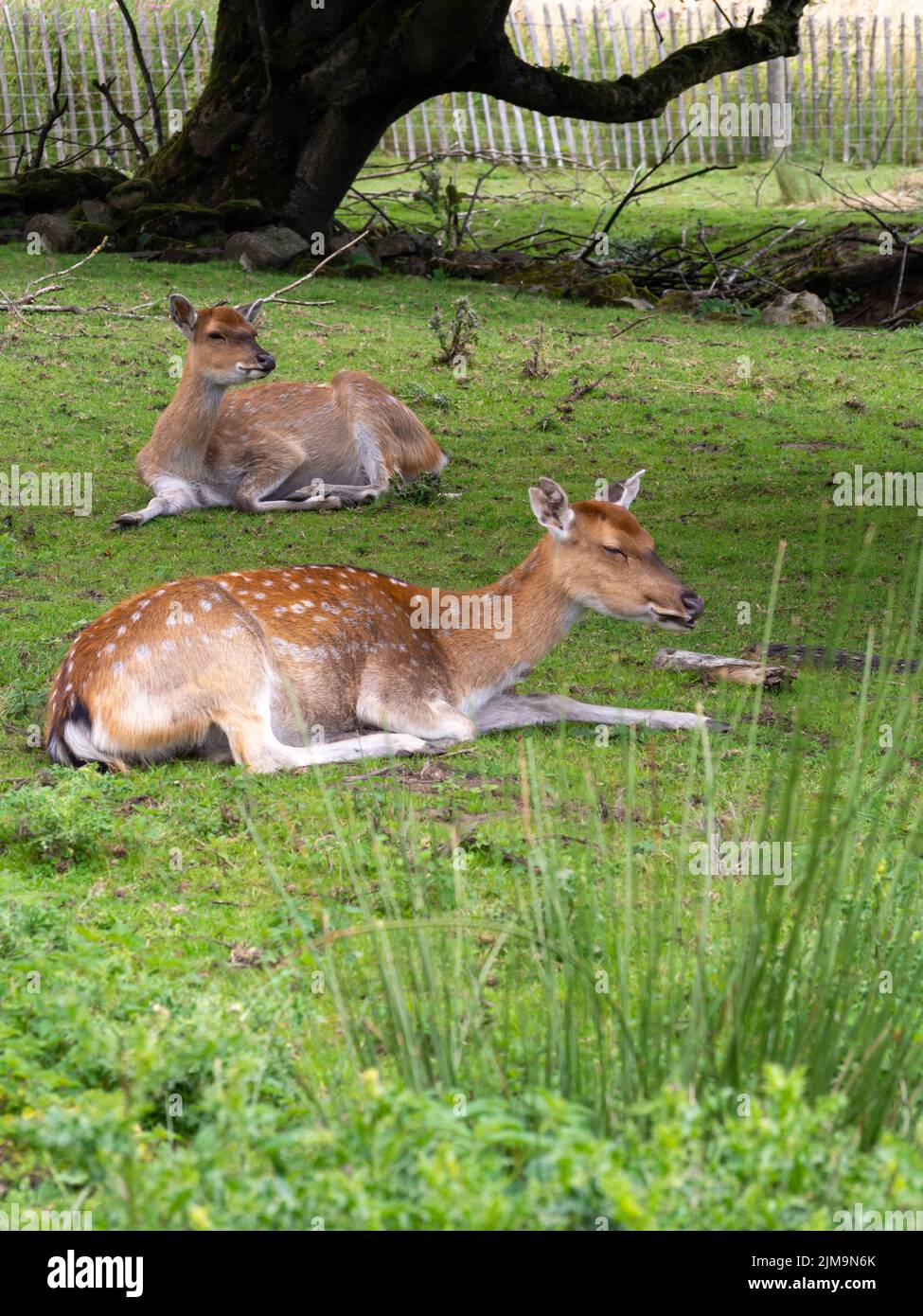 Skia Deer or the spotted deer or the Japanese deer reclining in the ...