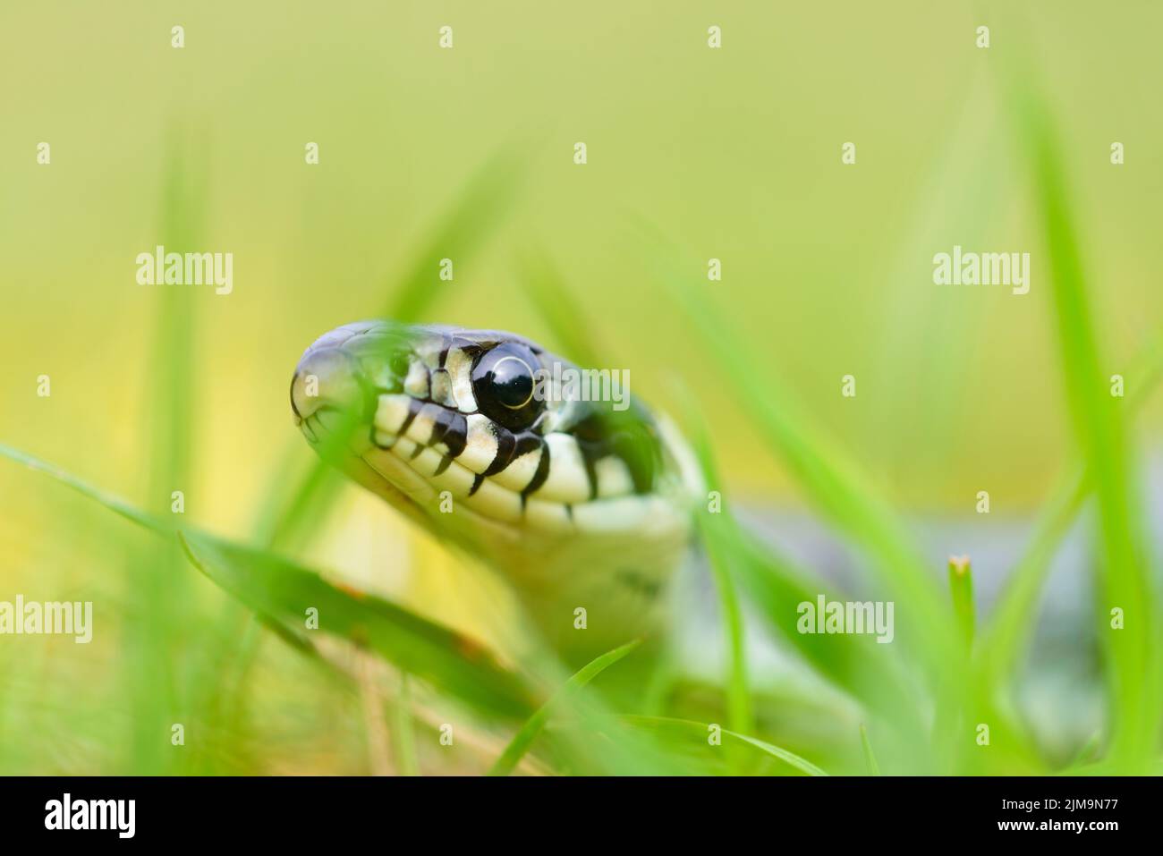 Grass snake natrix natrix bavaria hi-res stock photography and images ...