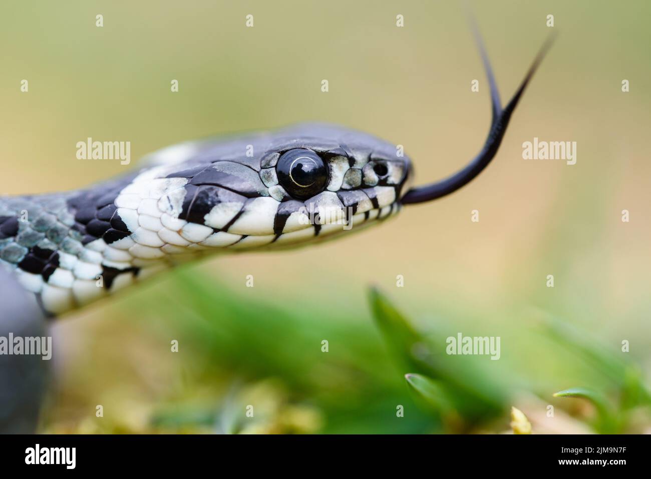 Grass snake natrix natrix bavaria hi-res stock photography and images ...