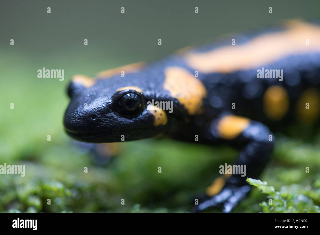 Piggable hi-res stock photography and images - Alamy